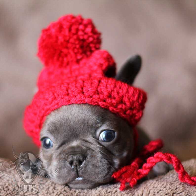 Funky Knitwear: Create a Stylish French Bulldog Hat with this Pattern