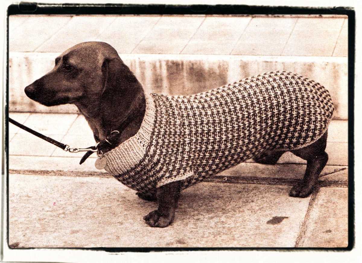 Free knitting pattern for a dachshund