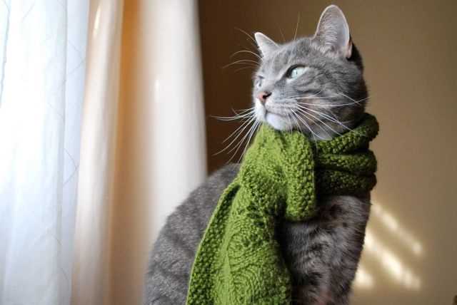 Knit a Cozy Cat Scarf with this Free Pattern!