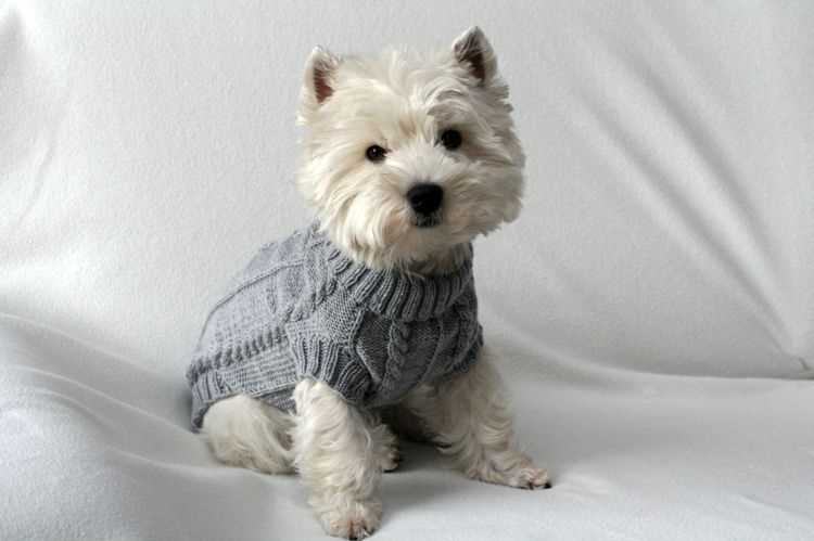 Knit a Free West Highland Terrier Pattern
