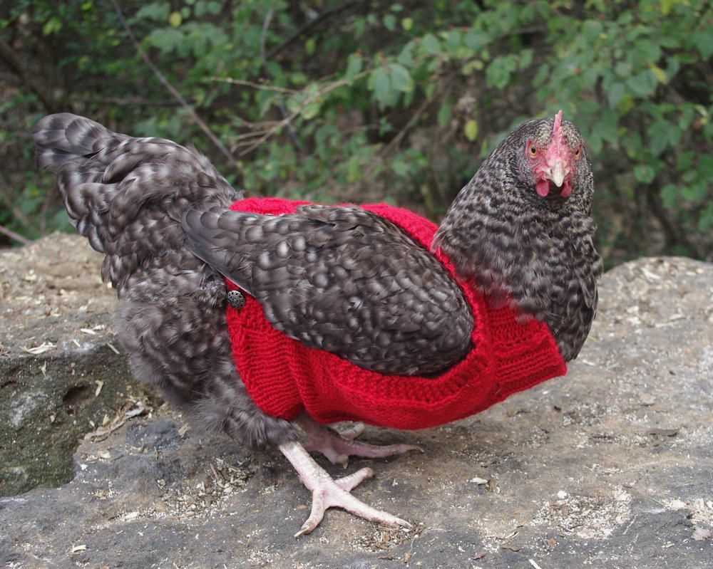 Knit Your Chickens Some Cozy Attire with These Free Patterns