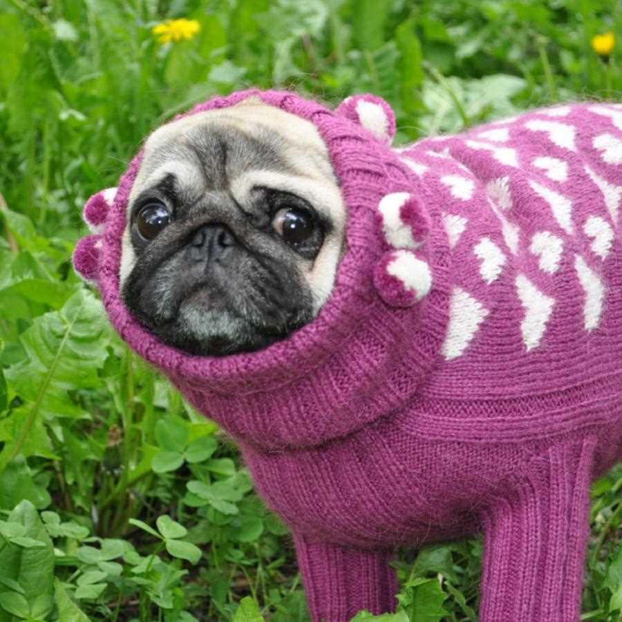 Funky Knitwear: Create a Stylish French Bulldog Hat with this Pattern