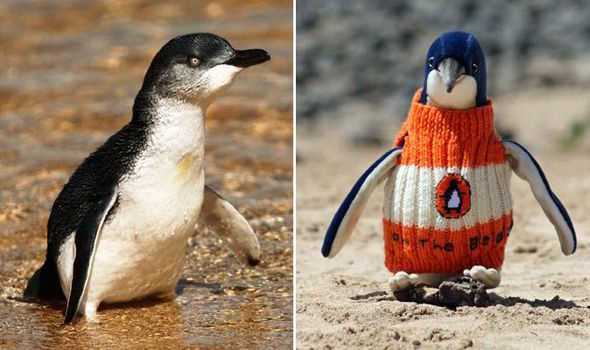 Knit Your Own Penguin Jumper with This Free Pattern
