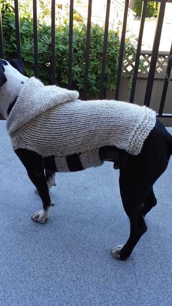 Cozy Knitwear for Your Pitbull: Unique Sweater Patterns