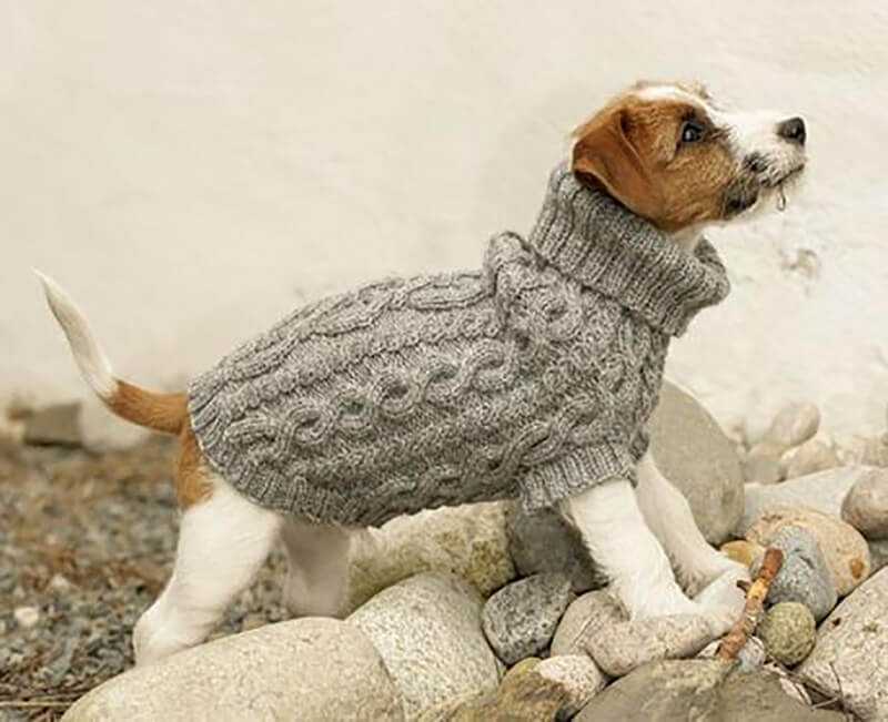 Cozy Knitwear for Your Pitbull: Unique Sweater Patterns