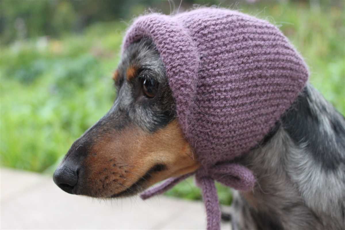 Free knitting pattern for a dachshund