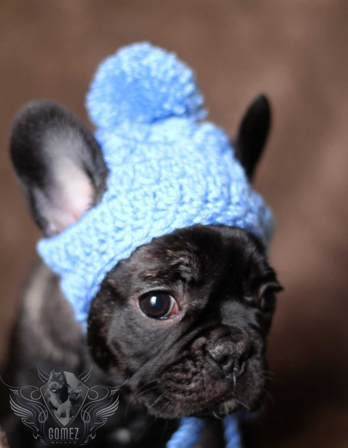 Funky Knitwear: Create a Stylish French Bulldog Hat with this Pattern
