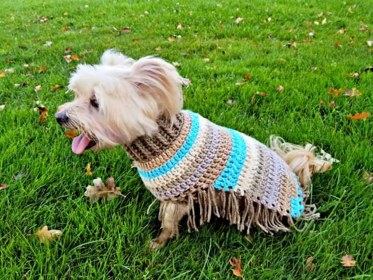 Stylish Knitting Patterns for Petite Pups