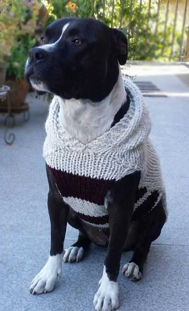 Cozy Knitwear for Your Pitbull: Unique Sweater Patterns