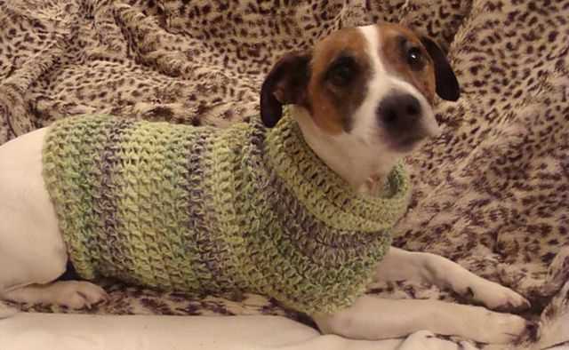 Cozy Knitwear for Your Pitbull: Unique Sweater Patterns