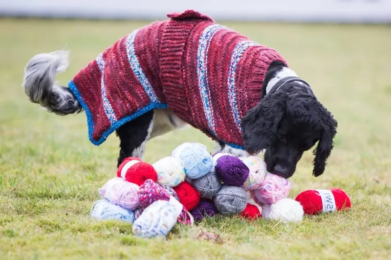 Cozy Knitting Pattern for Battersea Dogs Home Blankets