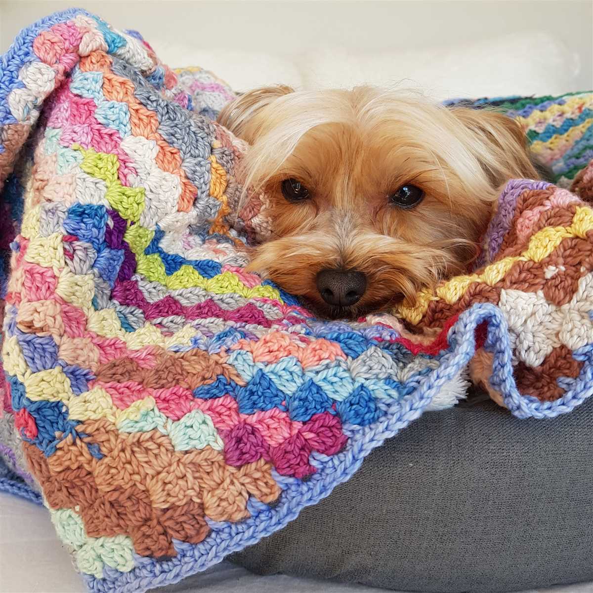 Cozy Dog Blanket Knitting Pattern